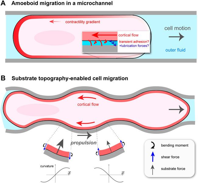 amoeba movement method