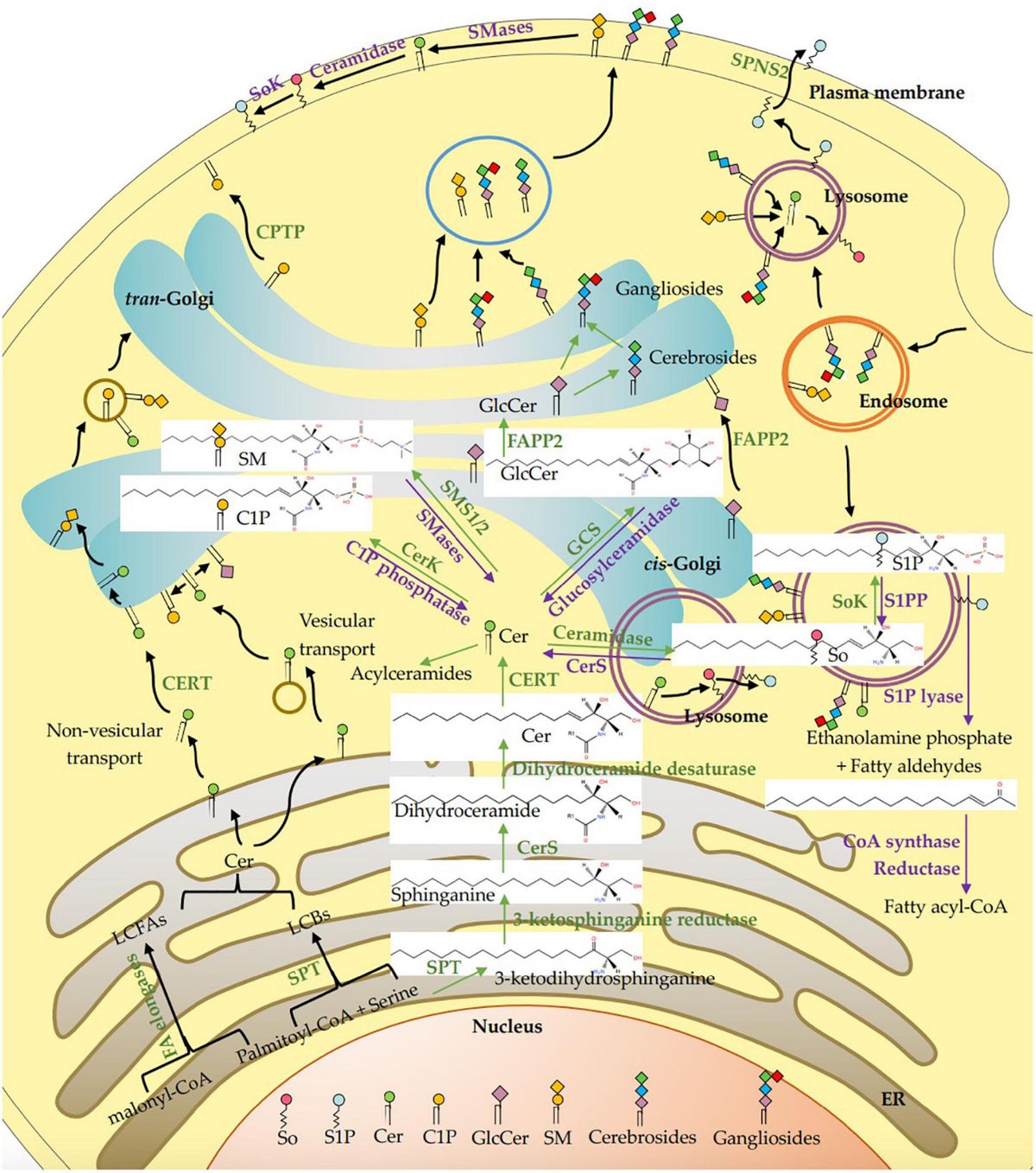 sphingolipids are found in