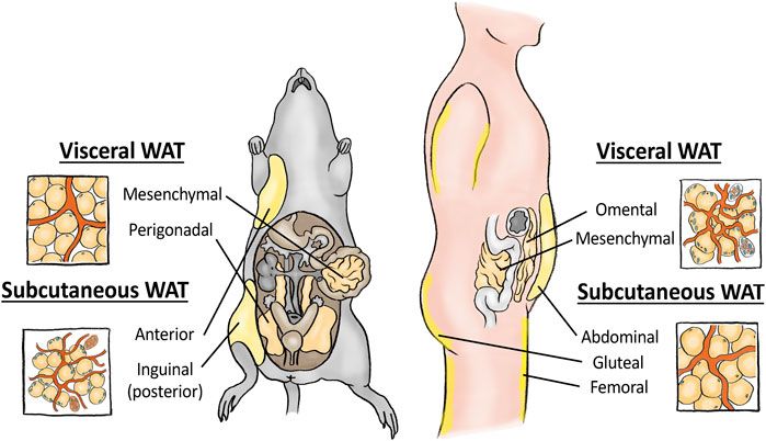 adipose cell structure and function