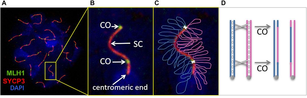 synaptonemal complex