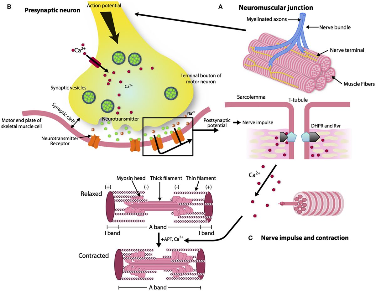junction between nerves