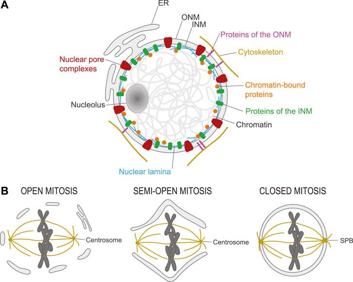 nuclear envelope breaks down
