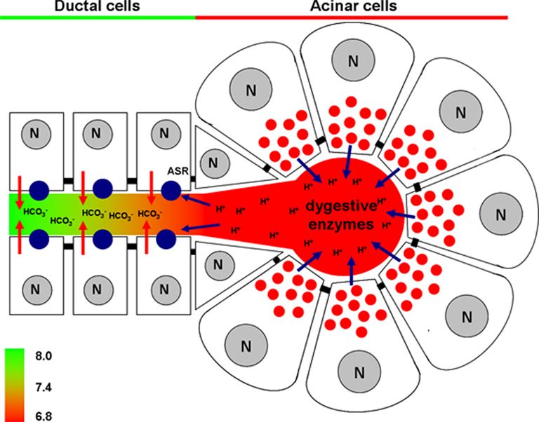 acinar cell adaptations