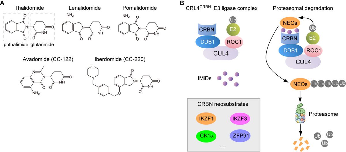 lenalidomide chemotherapy