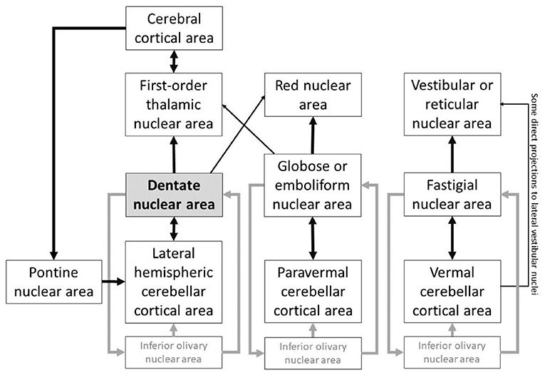 dentate nuclear