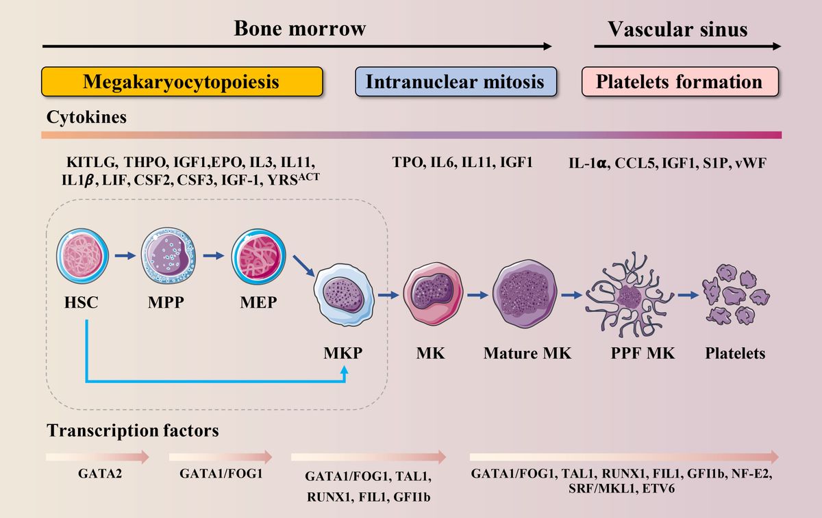 promegakaryocyte function