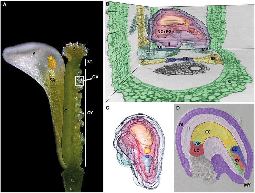 double fertilization examples