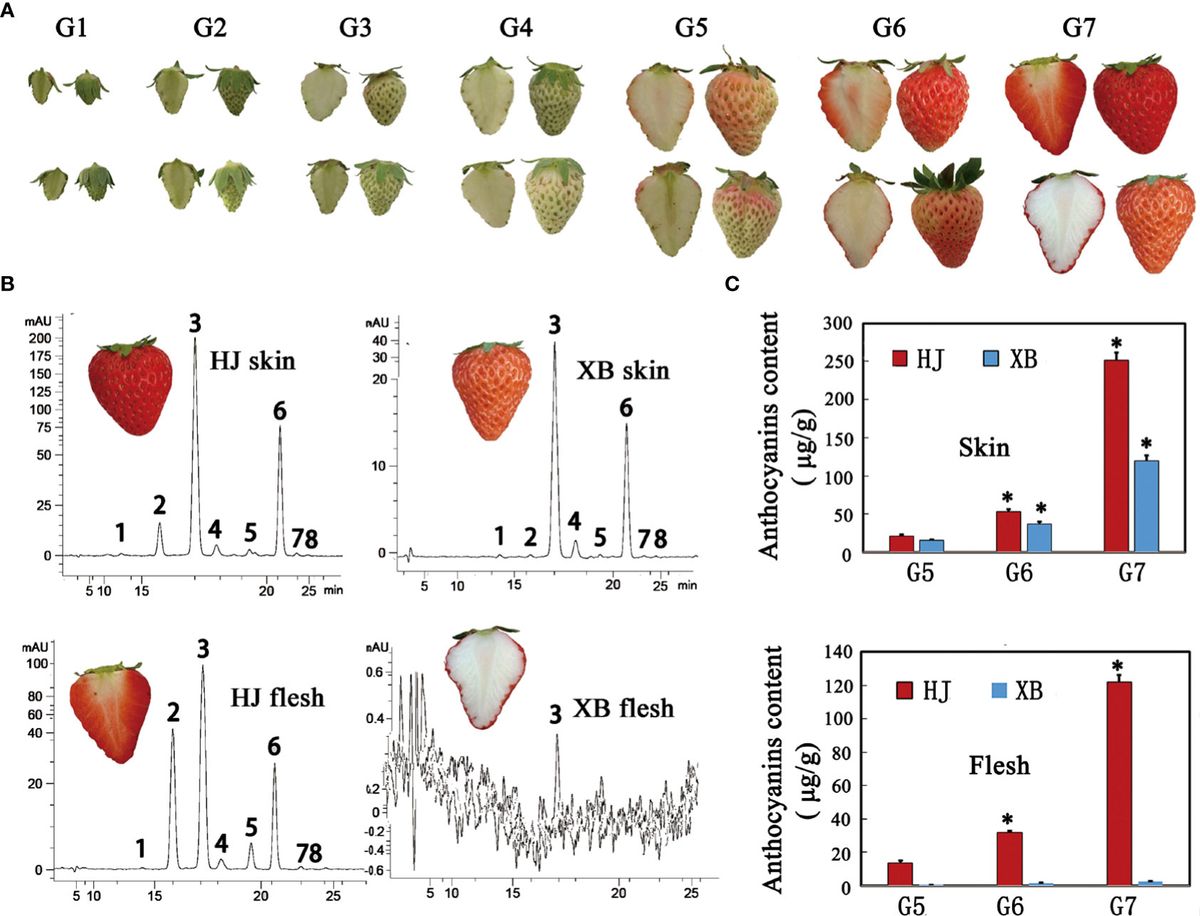 frameshift mutation example simple