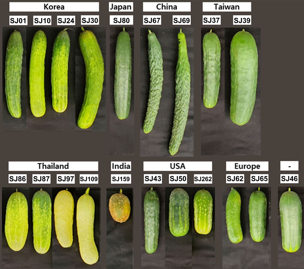 cucumber vegetable type