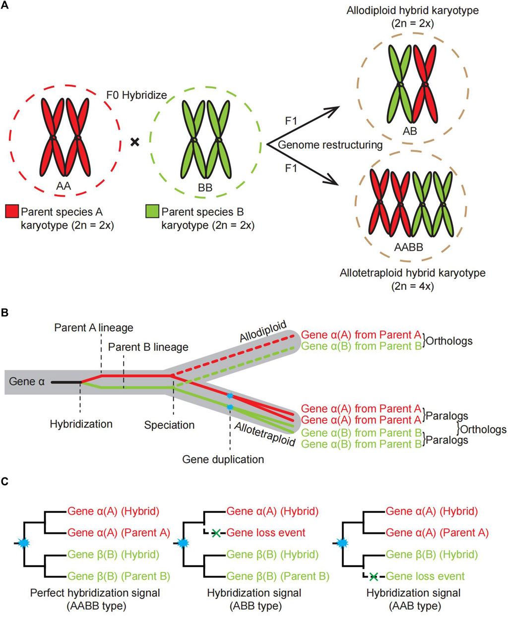 hybrid genetics example
