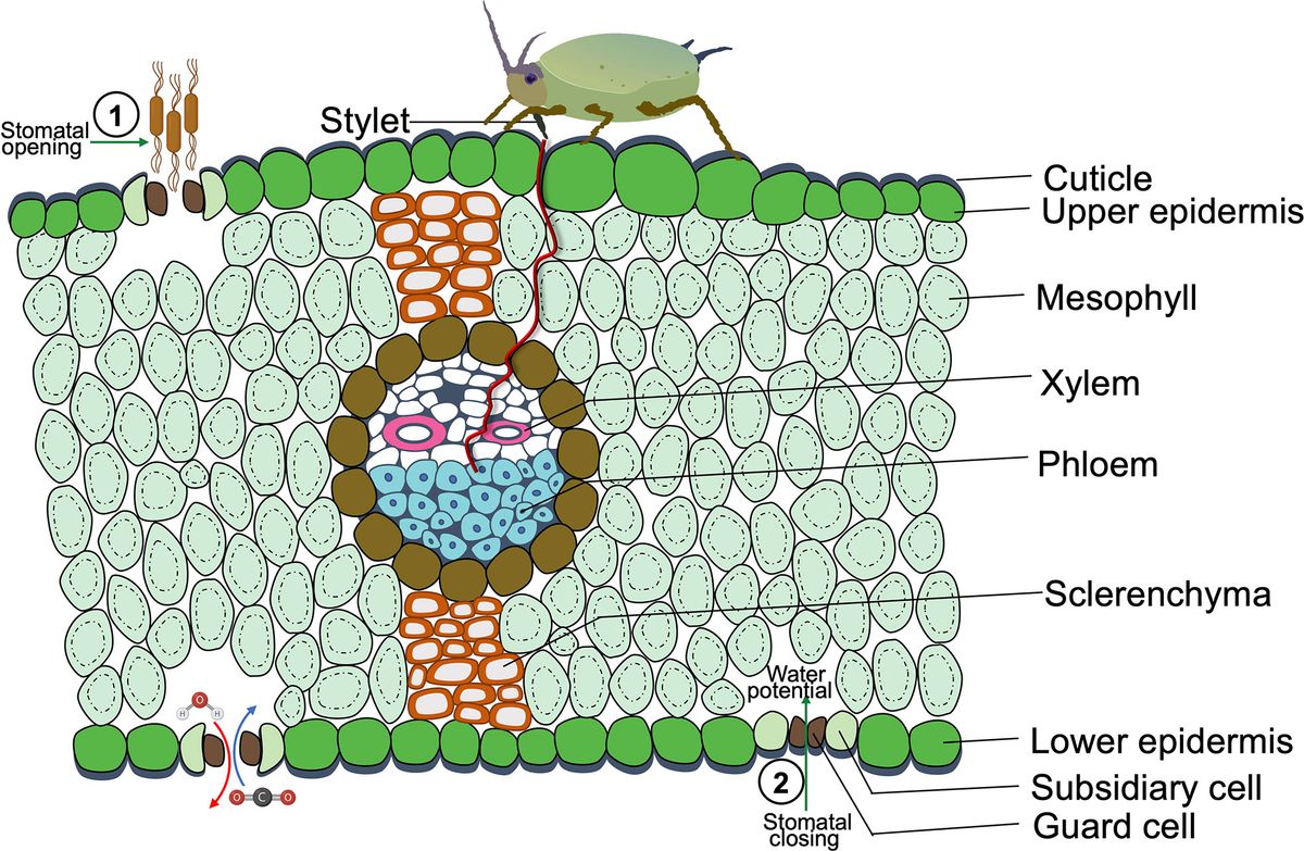 guard cells and stomata function