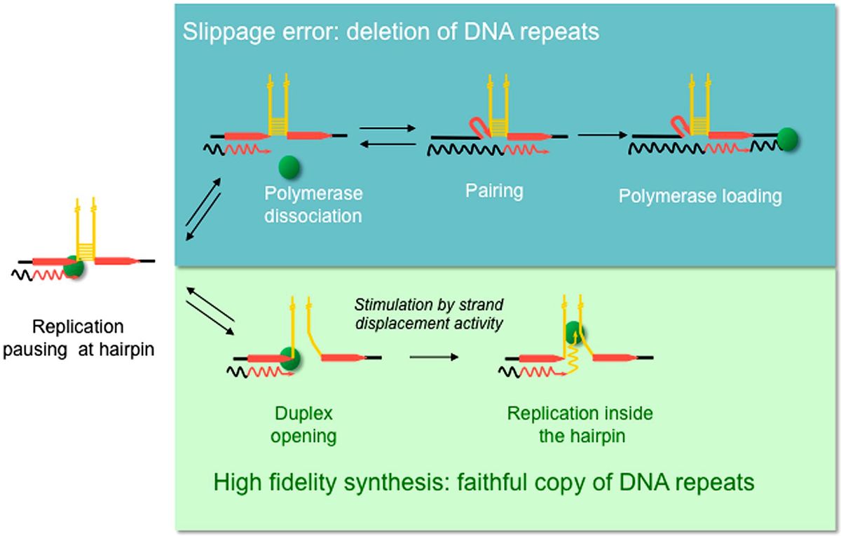 dna polymerase replication