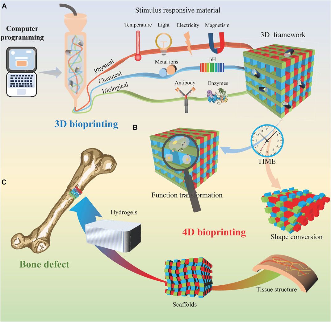 bone tissue engineering