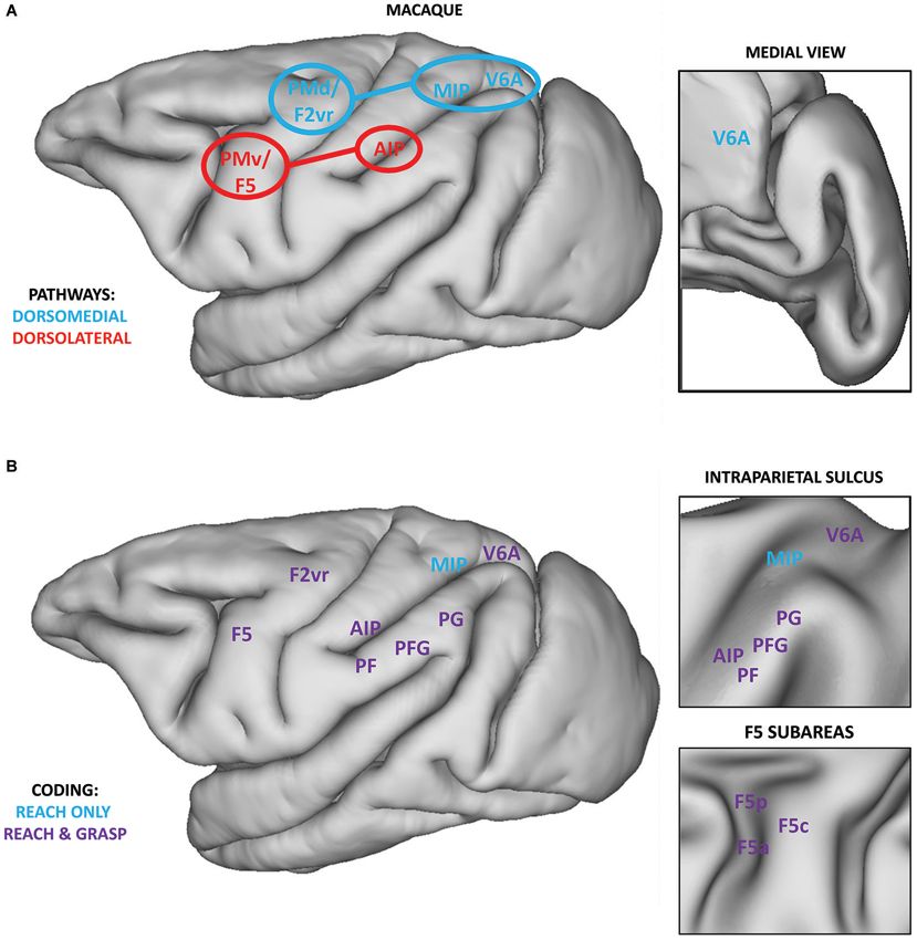 dorsolateral sulcus