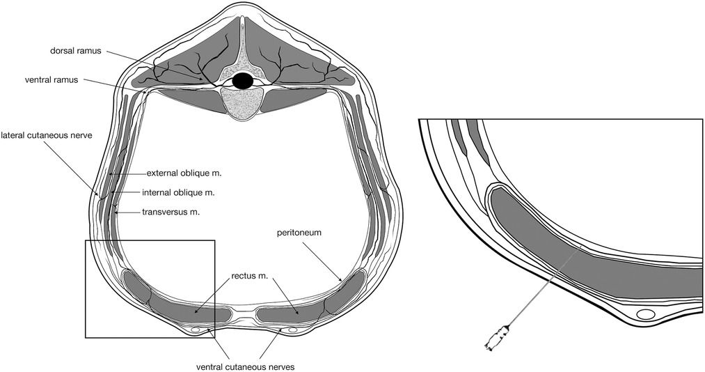 rectus abdominis cattle