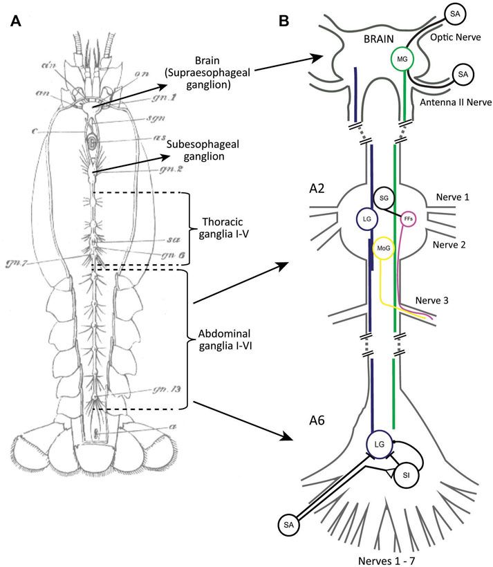 crayfish structure labeled