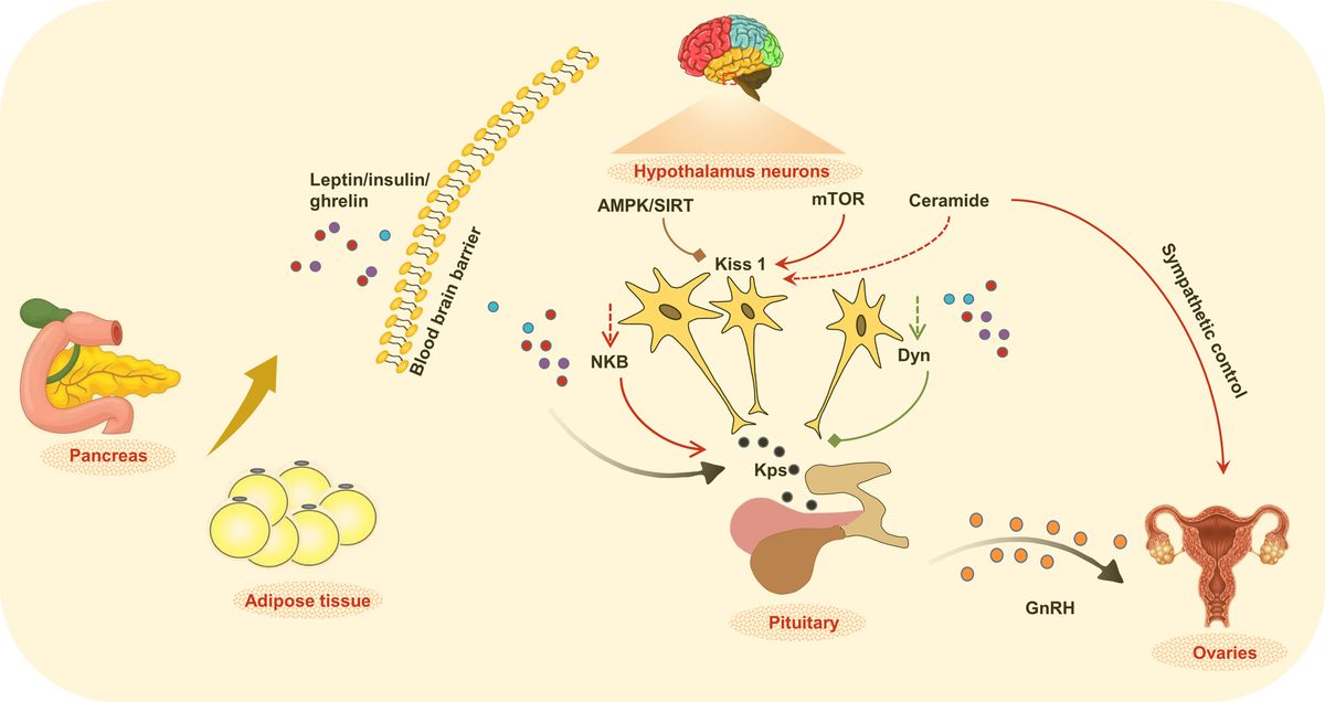 precocious puberty gp