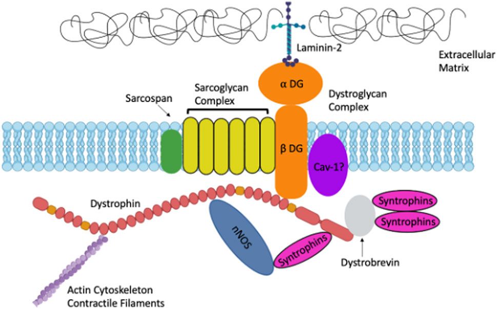 dystrophin gene function