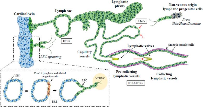 lymphatic vessels structure