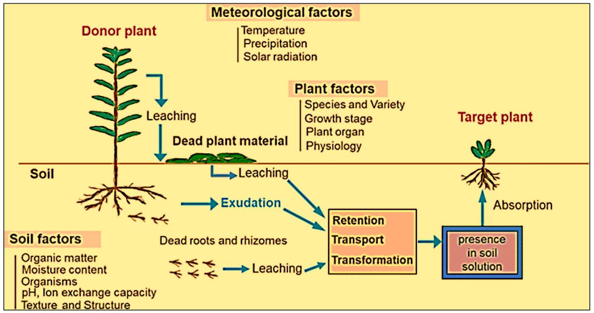 what plants are allelopathic