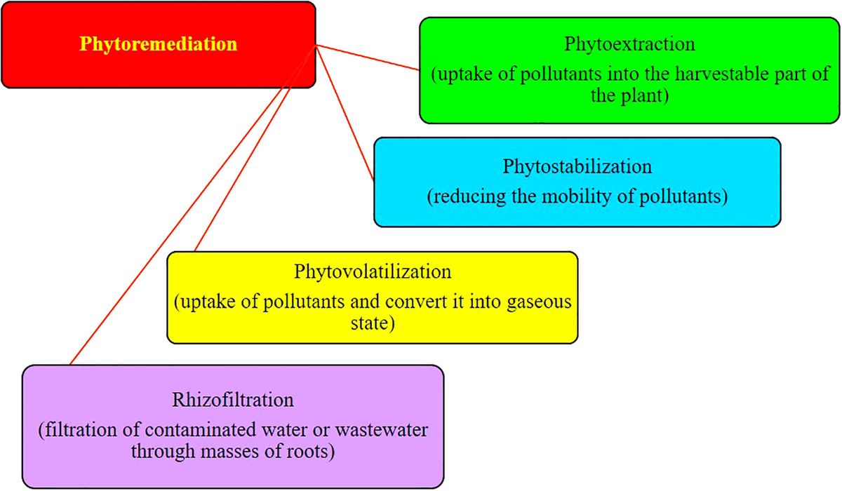 phytoremediation process upsc