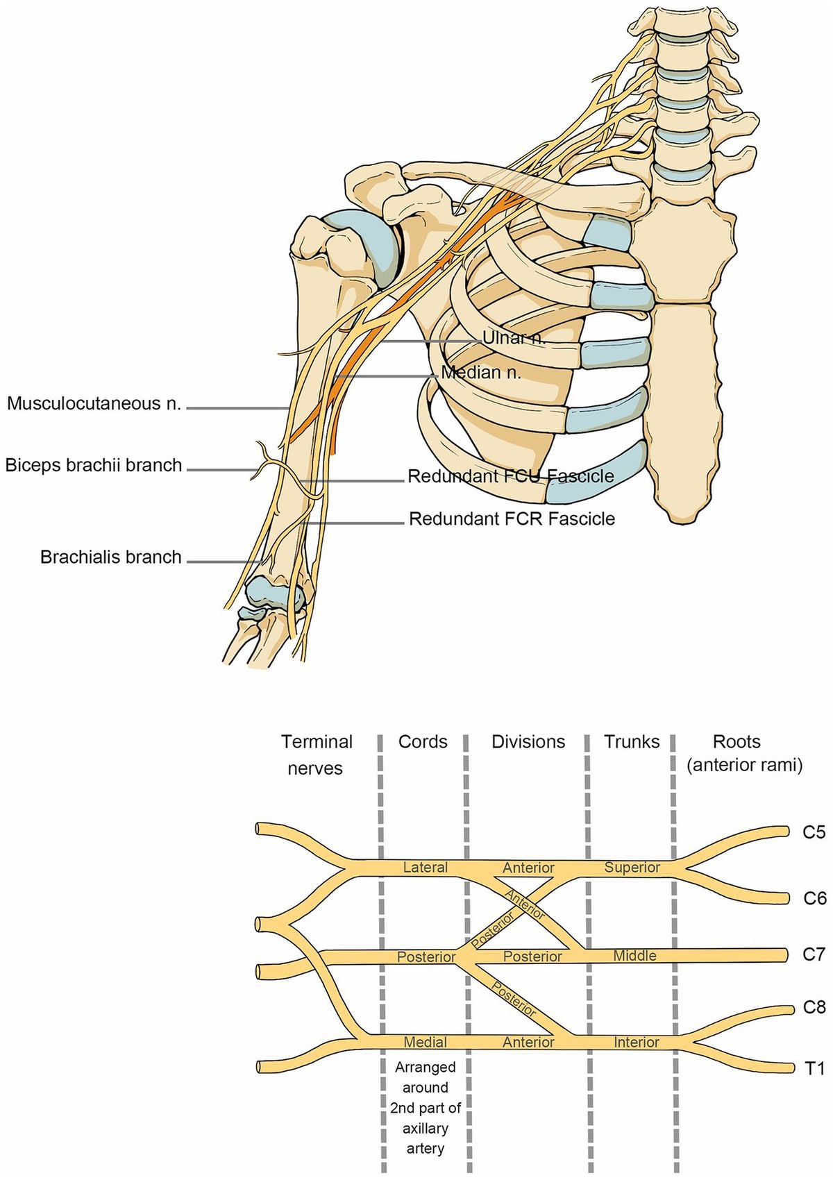 brachial plexus examination