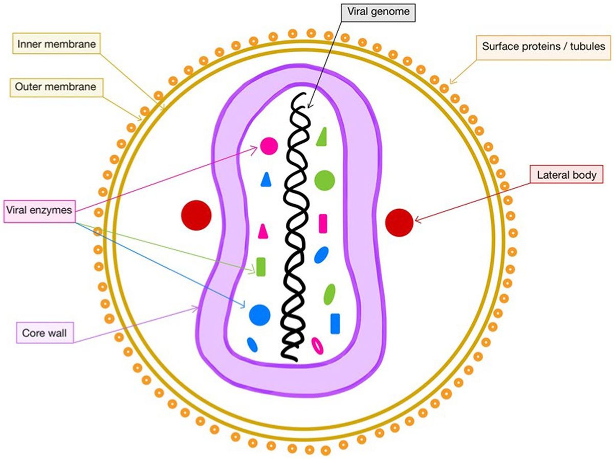 virus structure a level