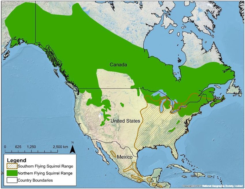 american grey squirrel range