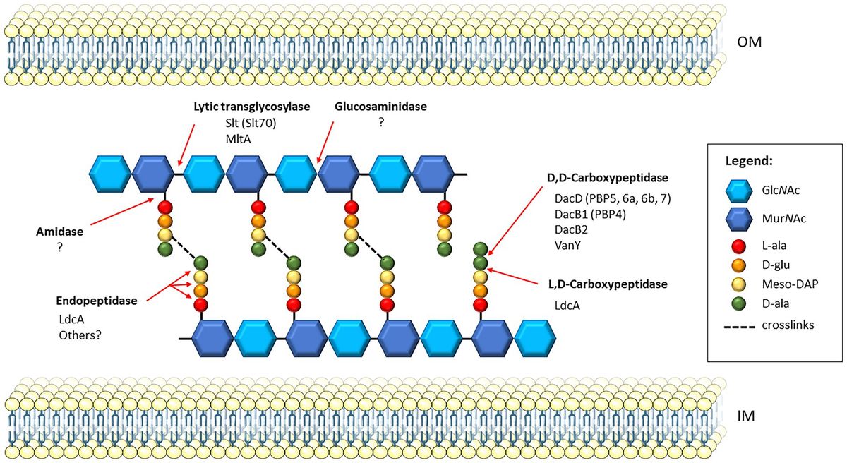 peptidoglycan structure