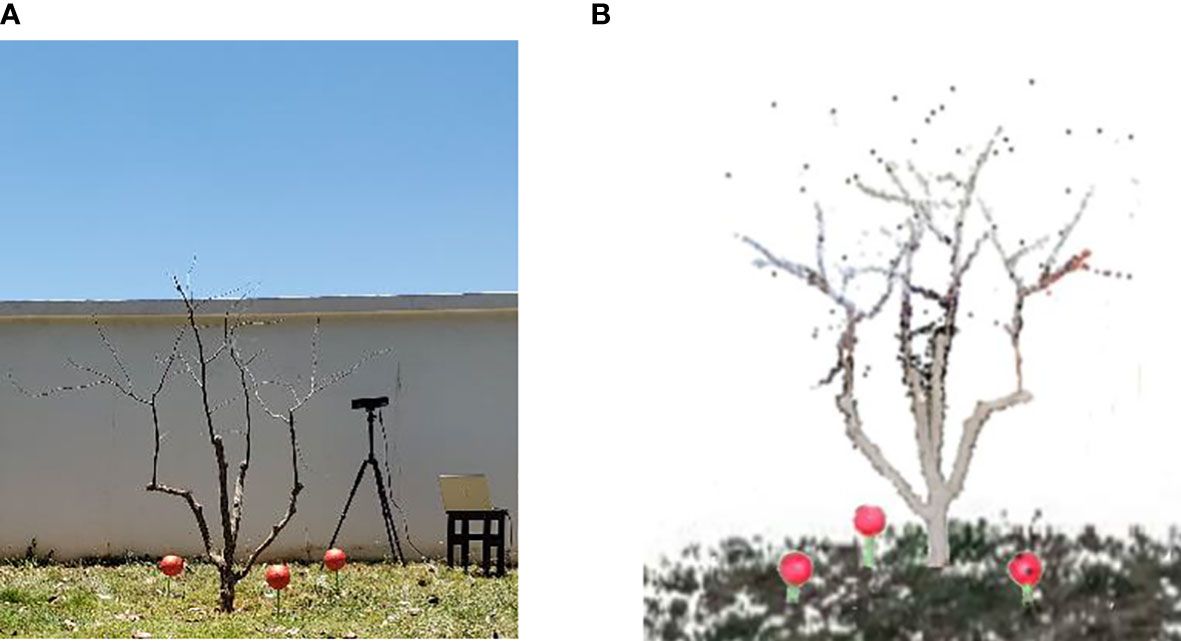 python skeleton pruning