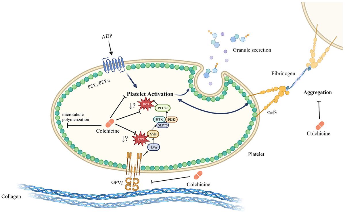fibrinogen platelet aggregation