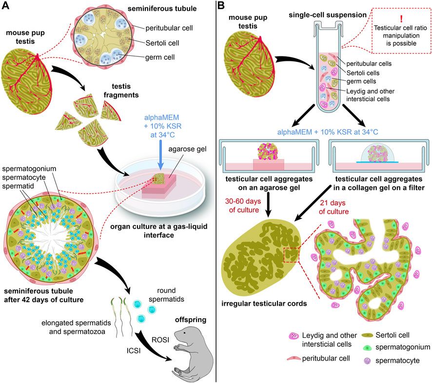 sperm cell production process