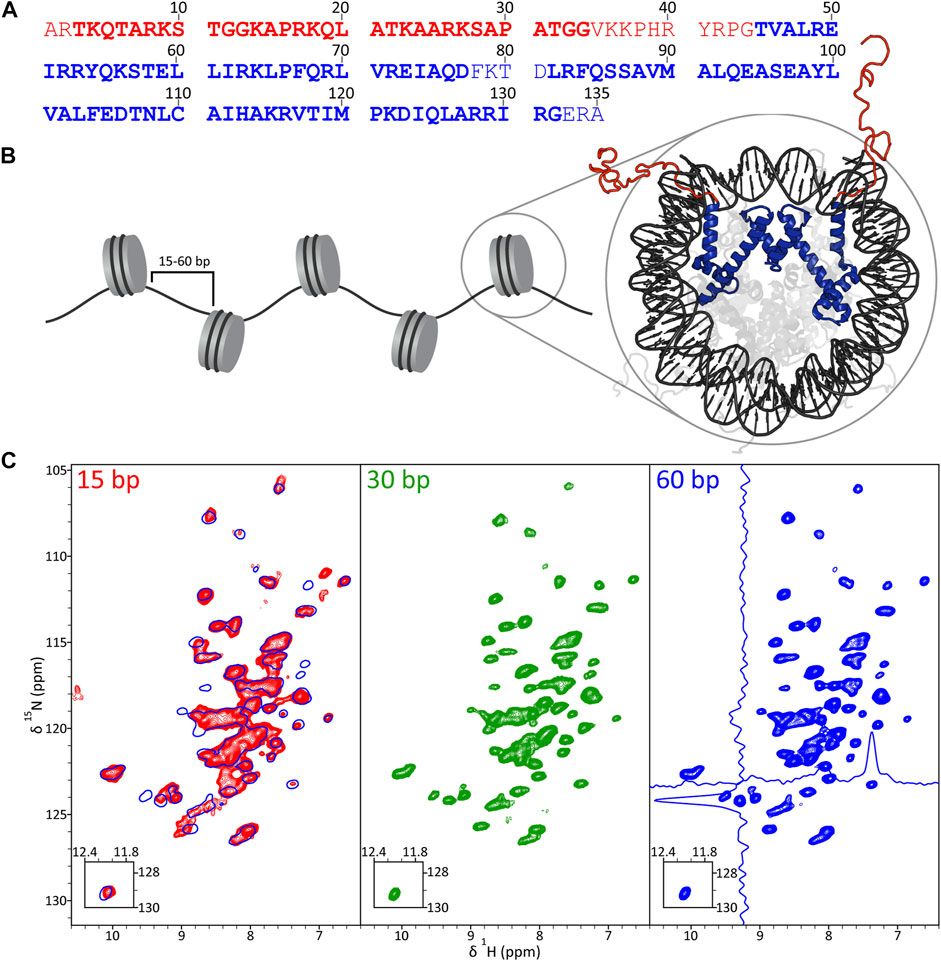 histone octamer core