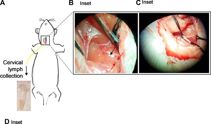 mouse deep cervical lymph nodes