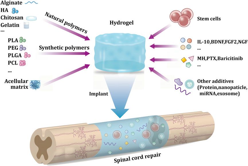 spinal cord tissue engineering