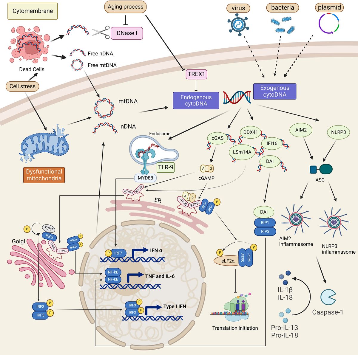 cytoplasmic receptors function