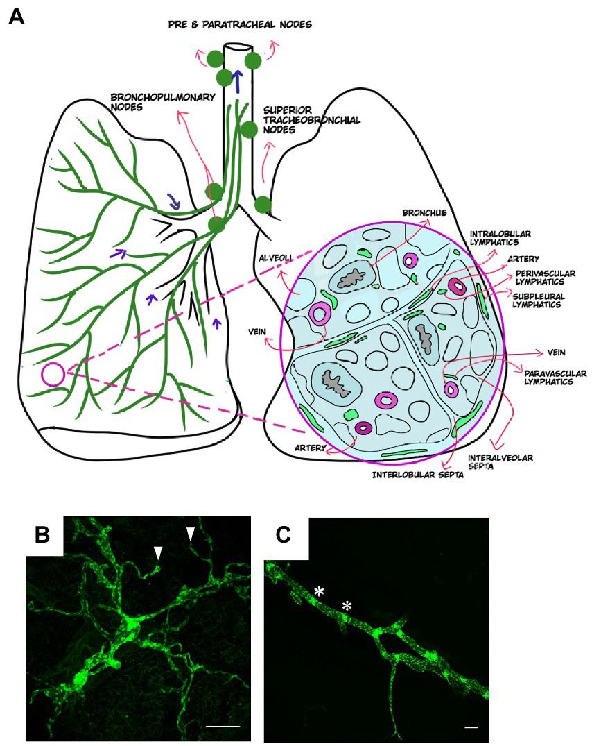 interlobular septa lung