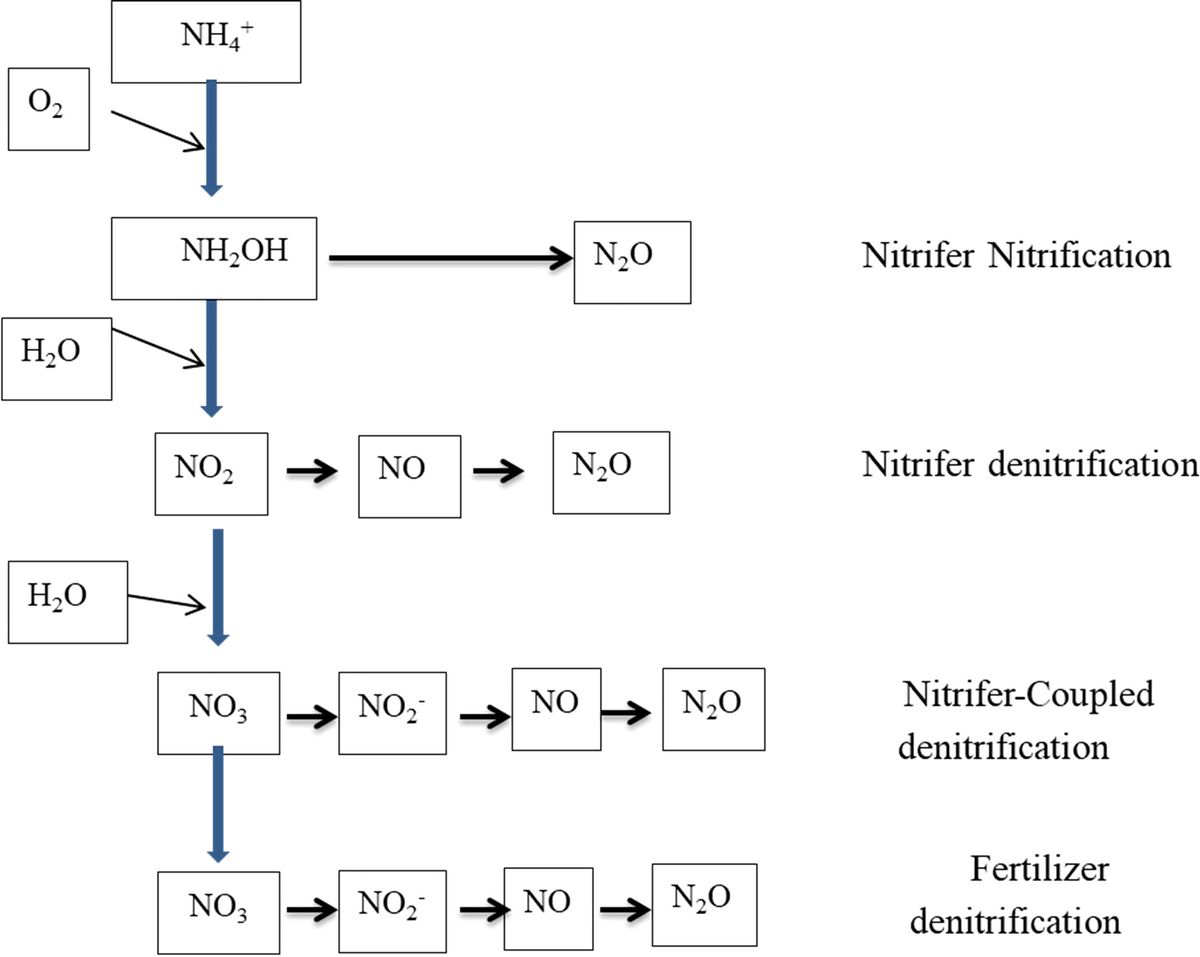 nitrogen use efficiency