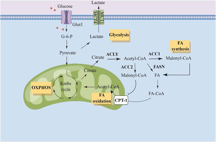 acetyl coa structure simple