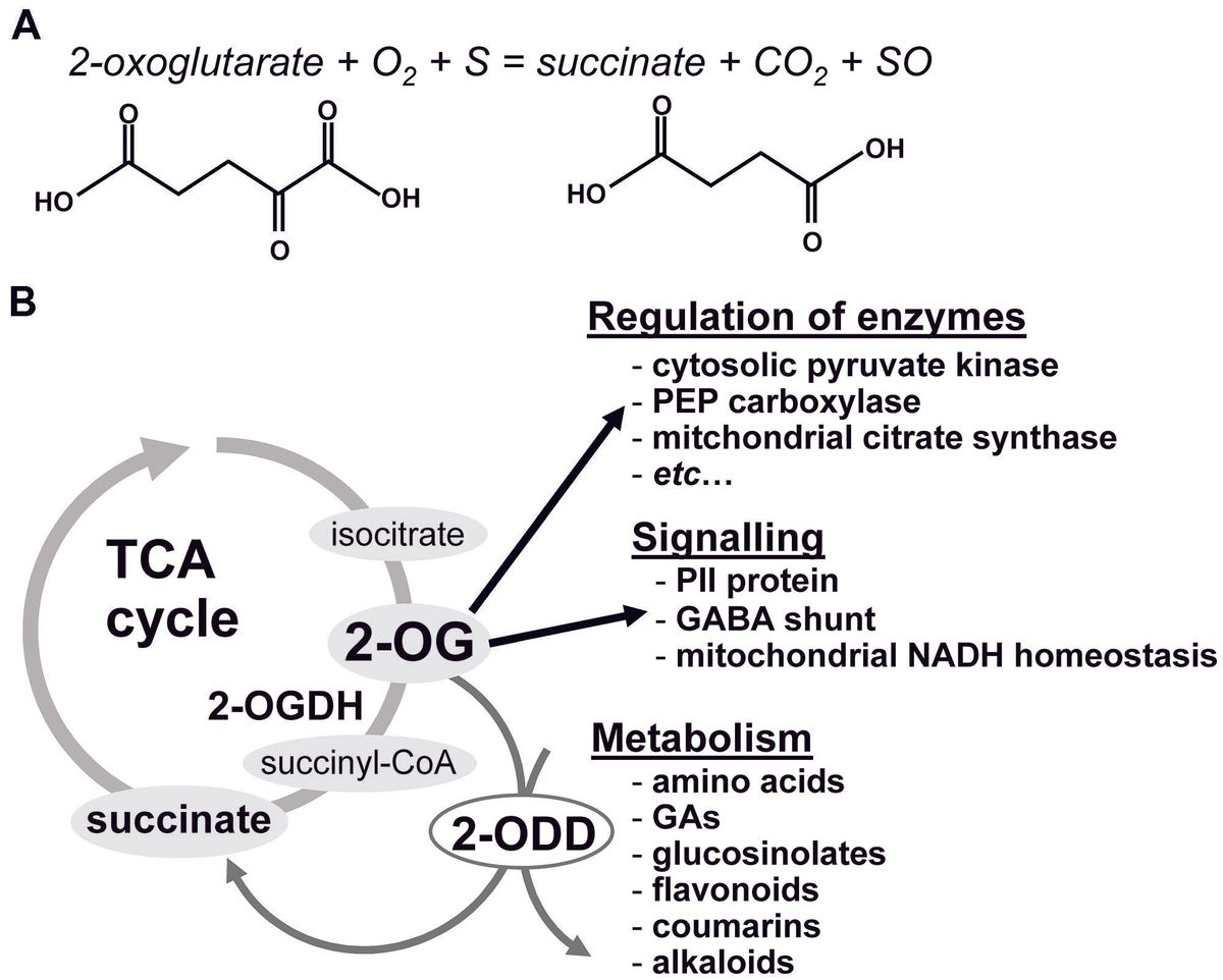 alpha ketoglutarate dehydrogenase function