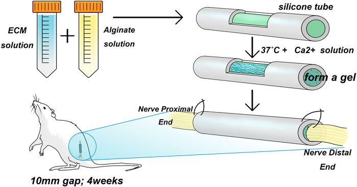 laminin protein function