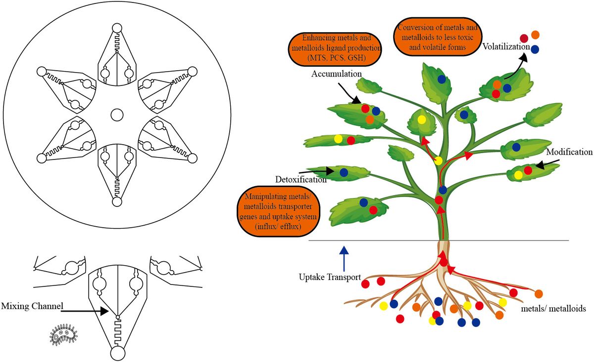 design through phytoremediation