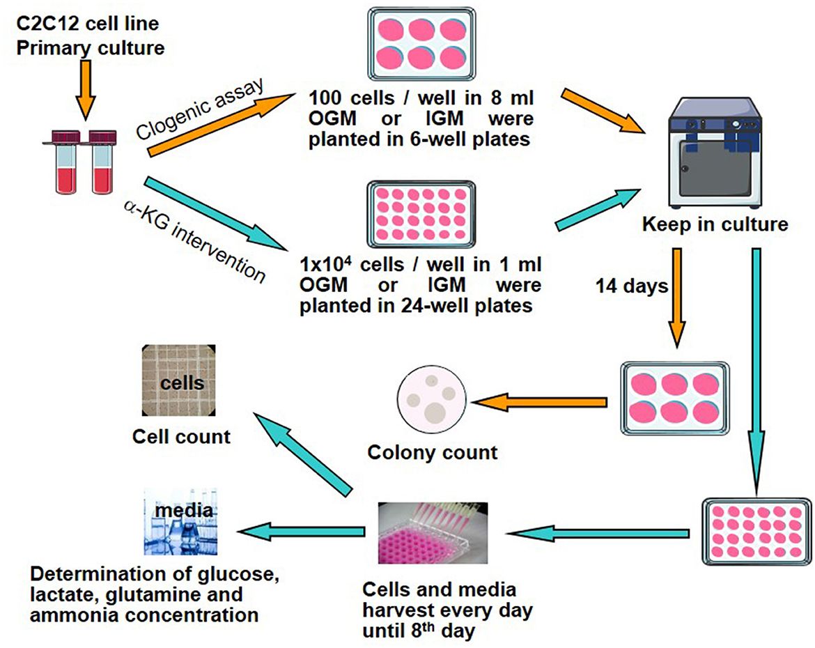 alpha ketoglutarate linear structure