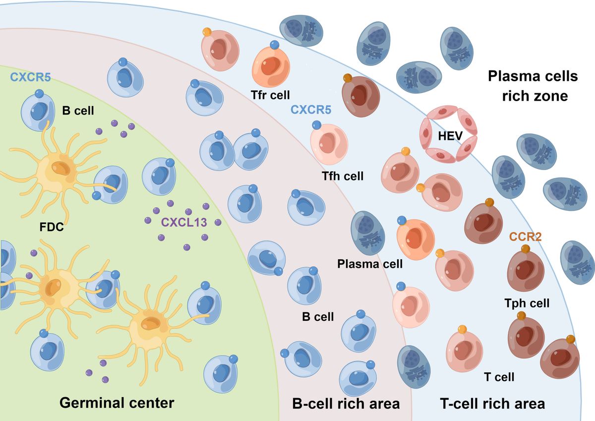 t helper cells
