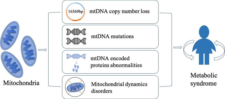mitochondrial dna forensics