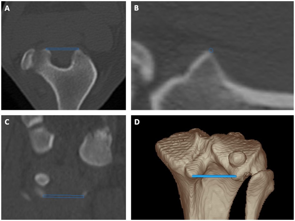 canine tibia radiograph