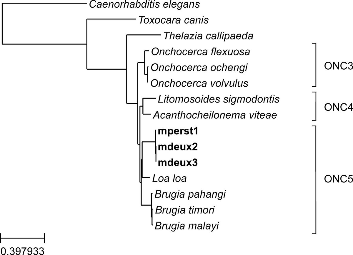 mansonella perstans vector