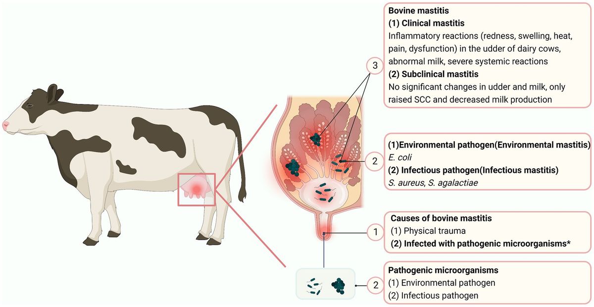 mastitis control plan
