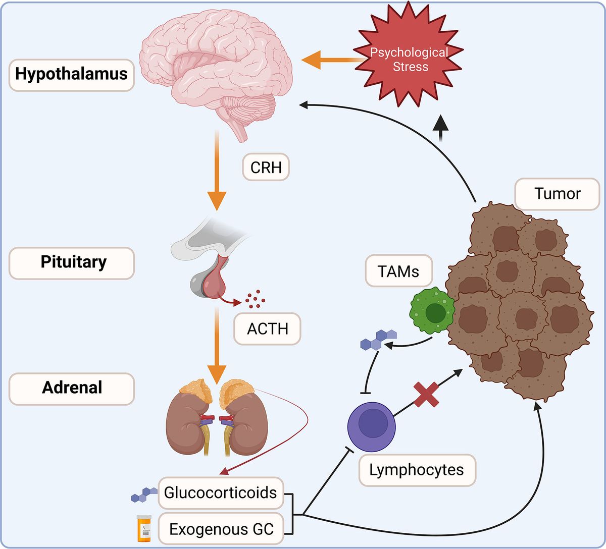 glucocorticoids function in kidney