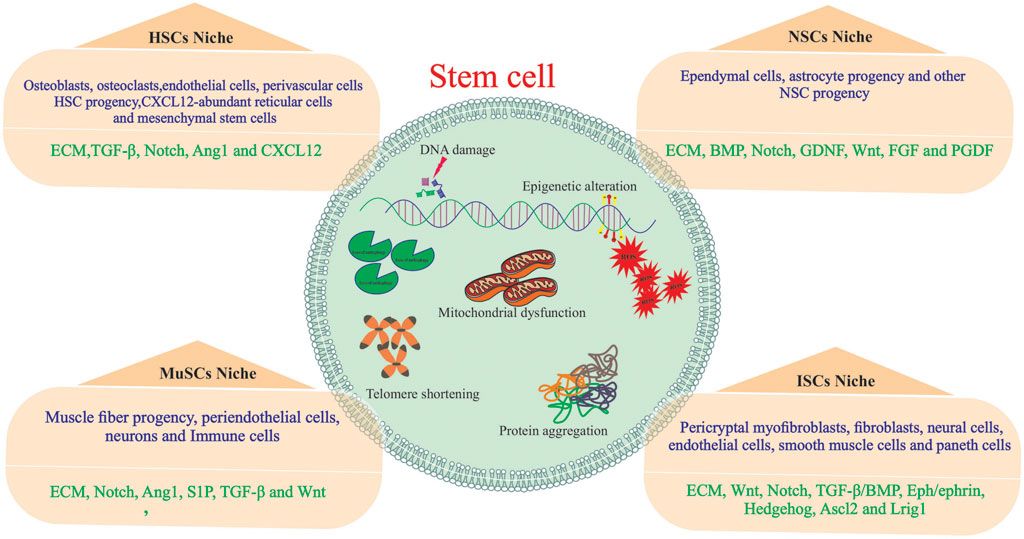 pro stem cell research articles